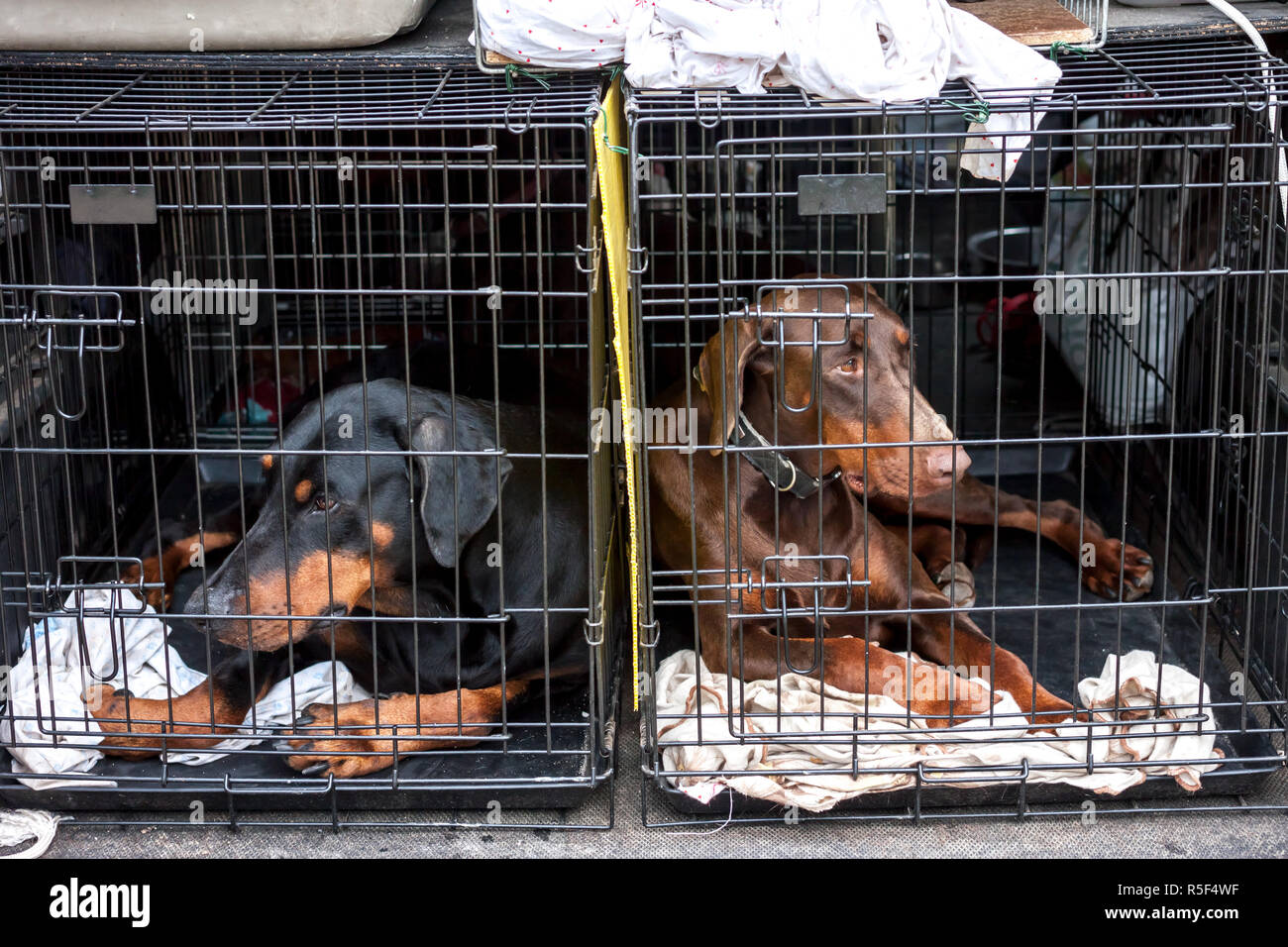 sad dogs in cages Stock Photo - Alamy