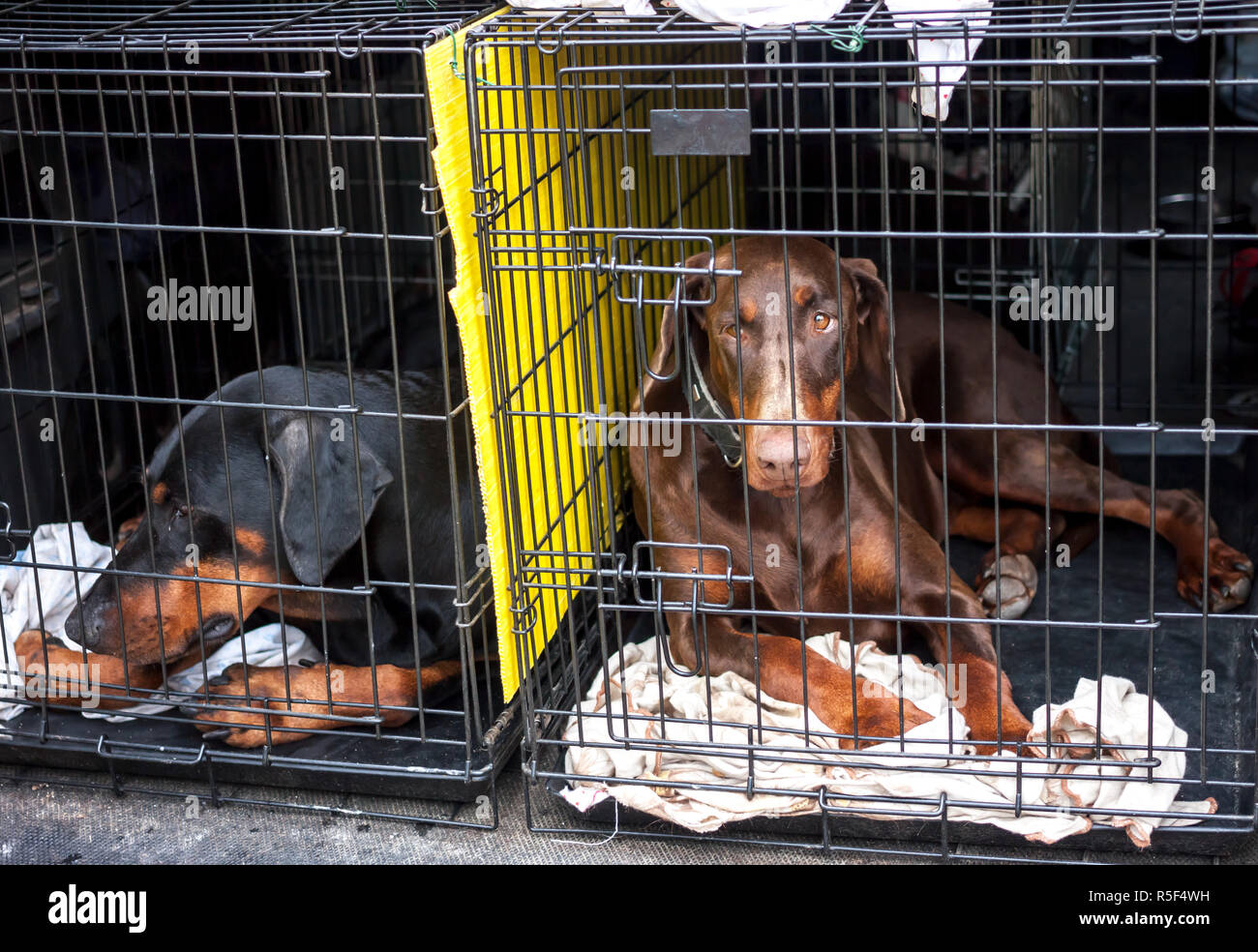 Sad dogs hi-res stock photography and images - Alamy