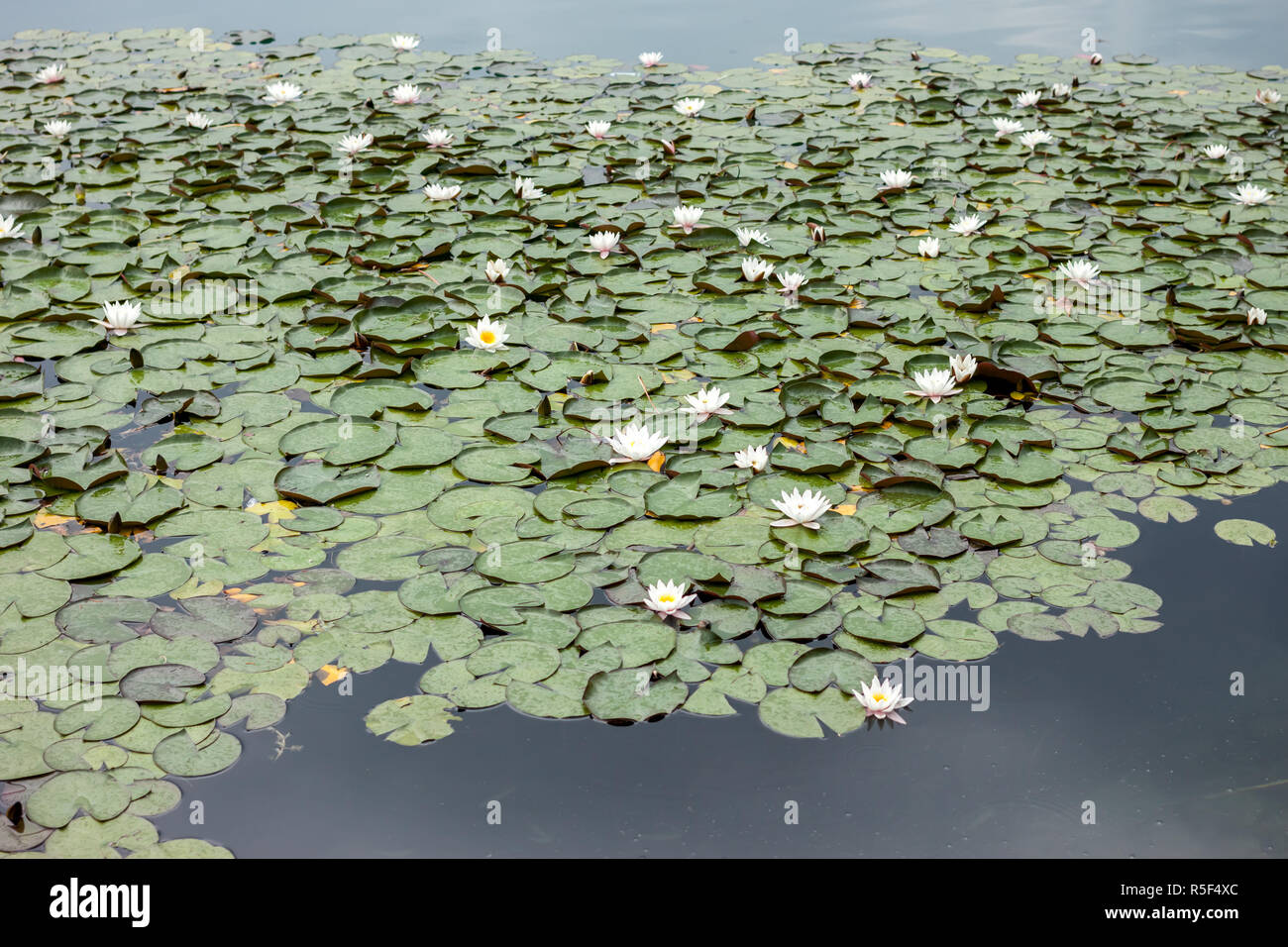 water lily in the lake Stock Photo - Alamy