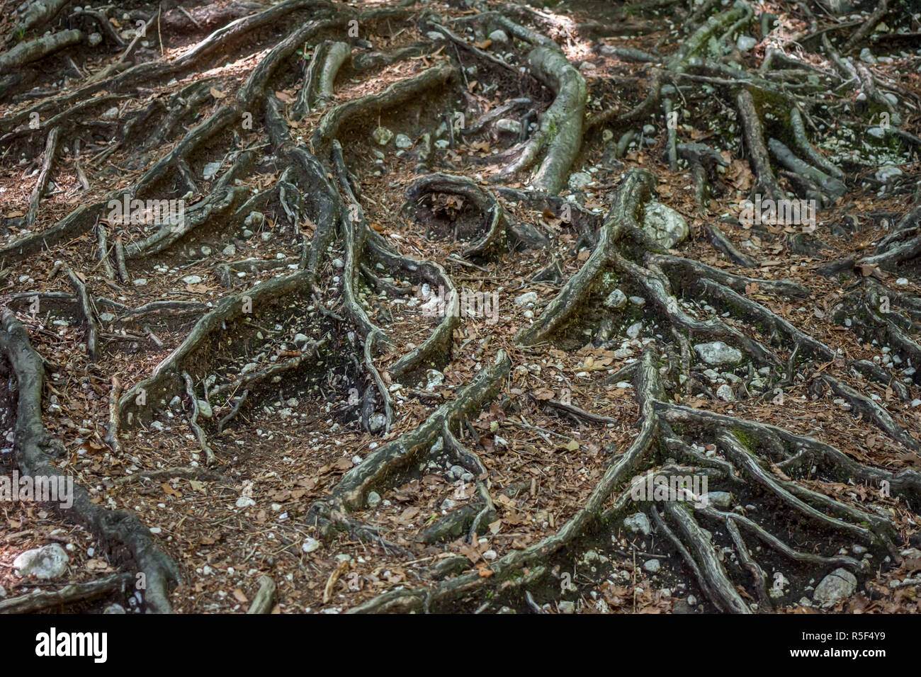 many frightening tree roots Stock Photo - Alamy