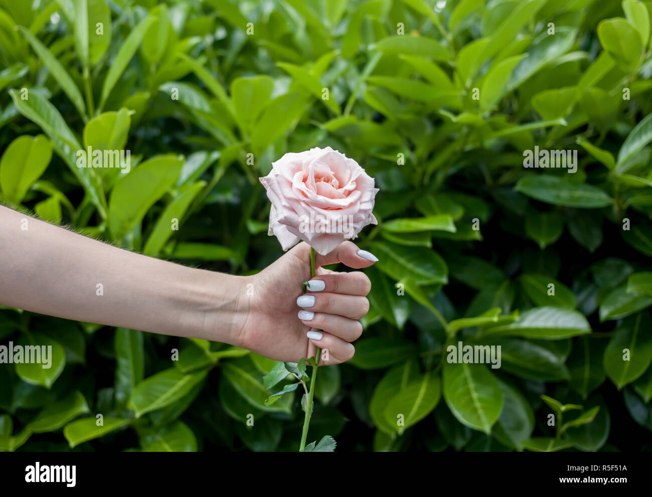 Extraordinary rose hi-res stock photography and images - Alamy