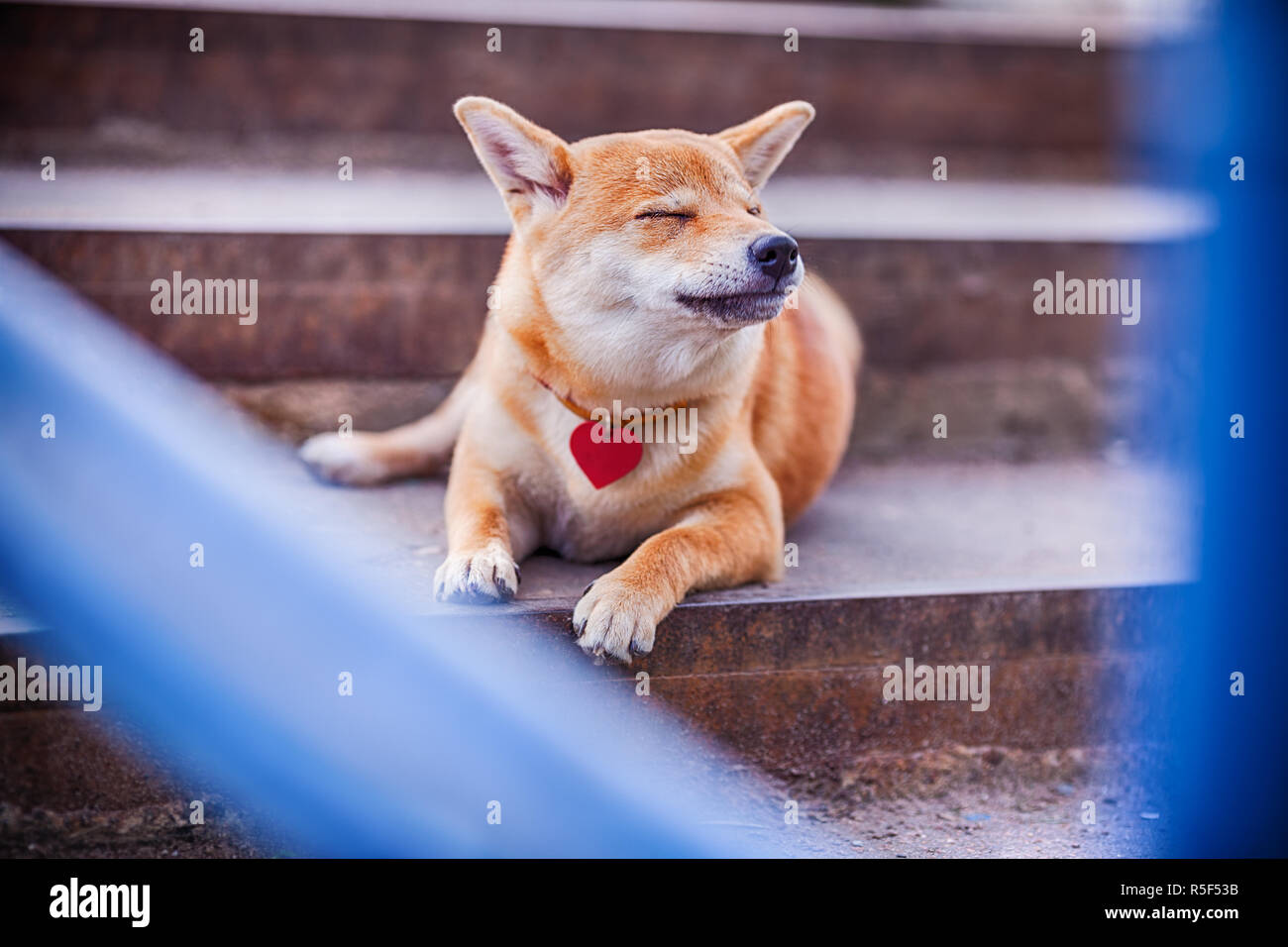 Shiba inu cut hi-res stock photography and images - Alamy