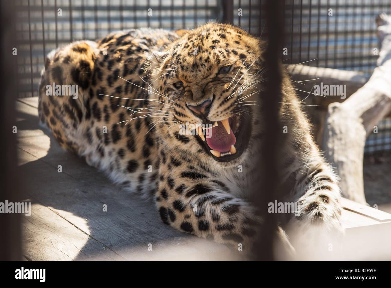 Amur leopard body hi-res stock photography and images - Alamy