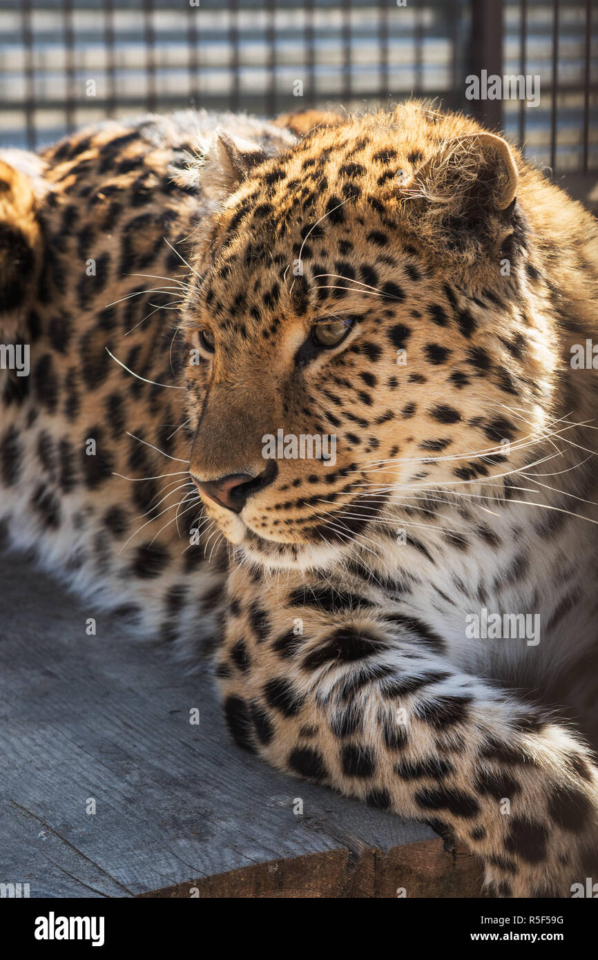 Amur leopard body hi-res stock photography and images - Alamy