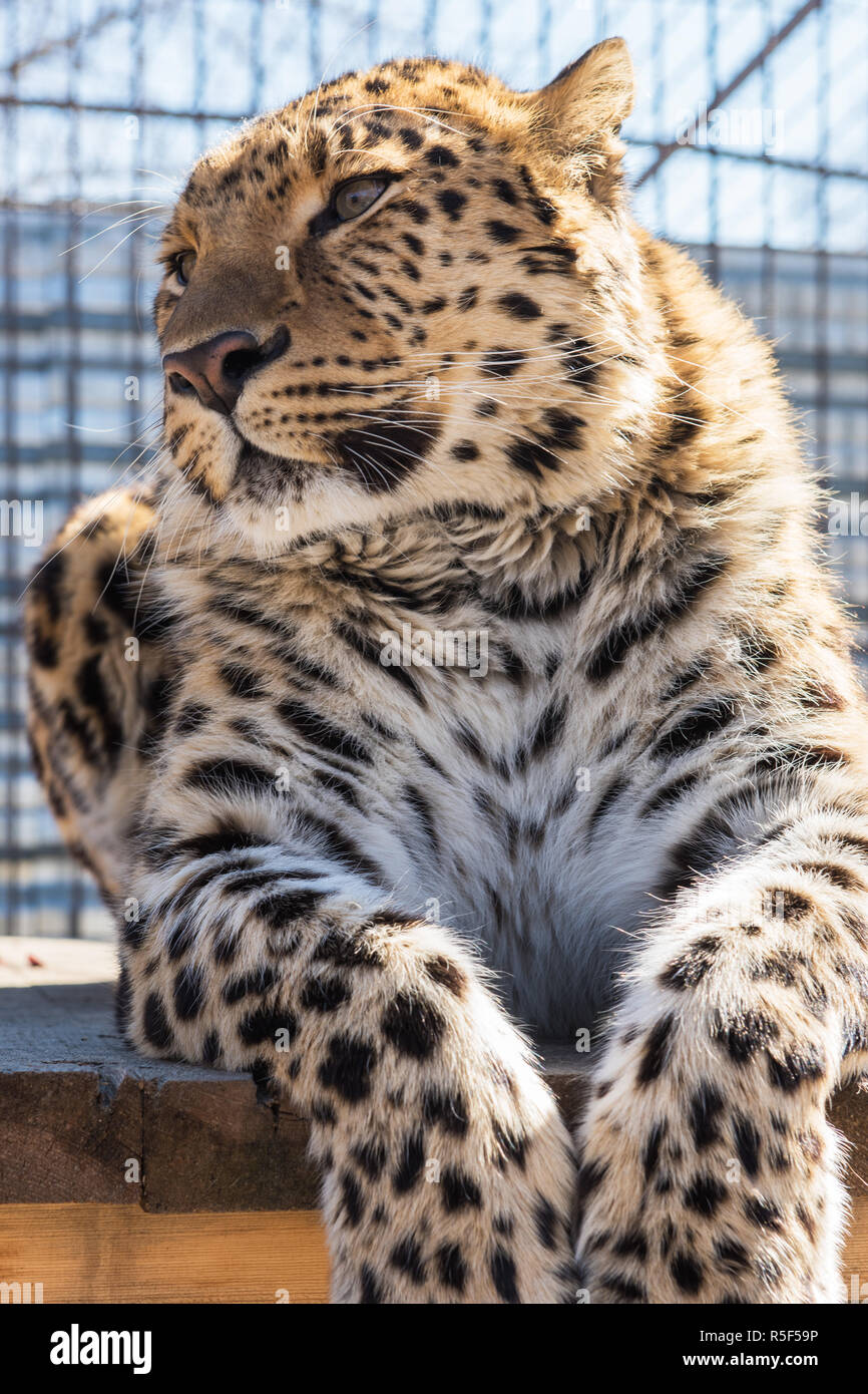 Amur leopard body hi-res stock photography and images - Alamy
