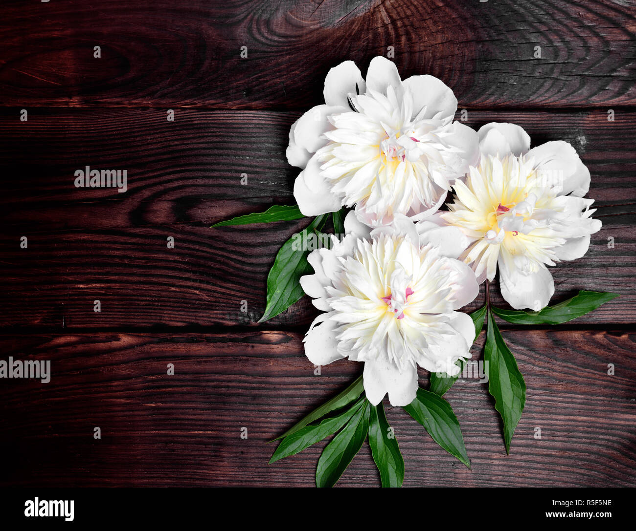 Three peony flowers Stock Photo - Alamy