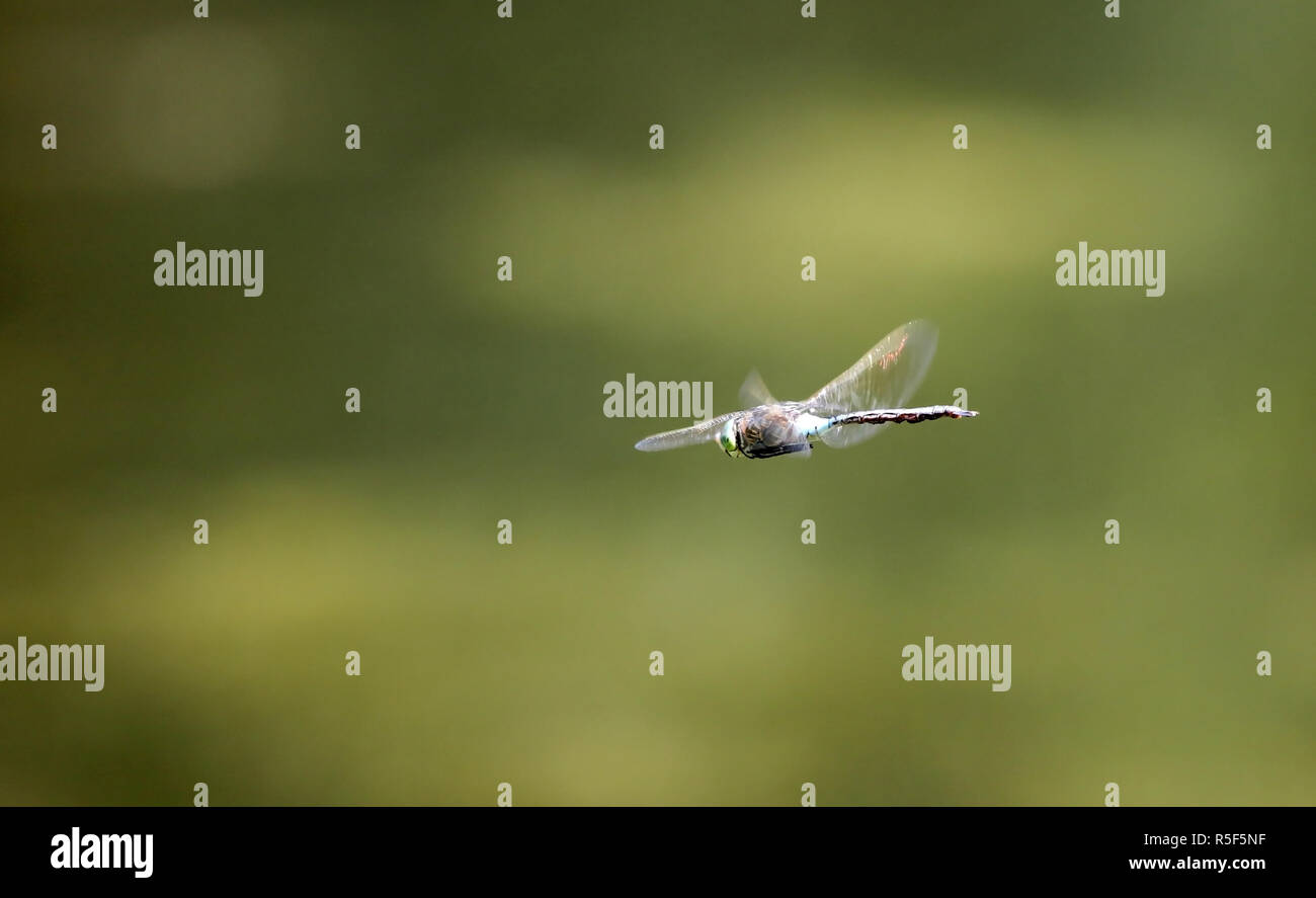 Ka wing hi-res stock photography and images - Alamy