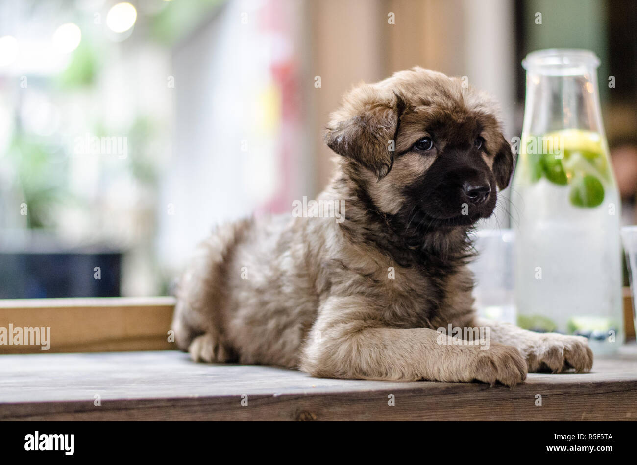 Multibreed dog hi-res stock photography and images - Alamy