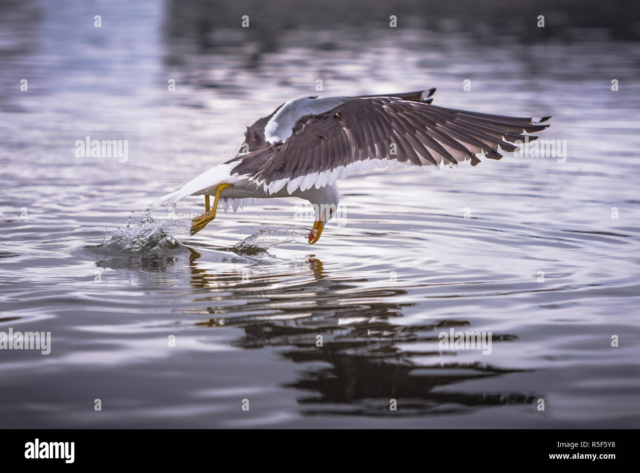 Seagull diving into sea hi-res stock photography and images - Alamy