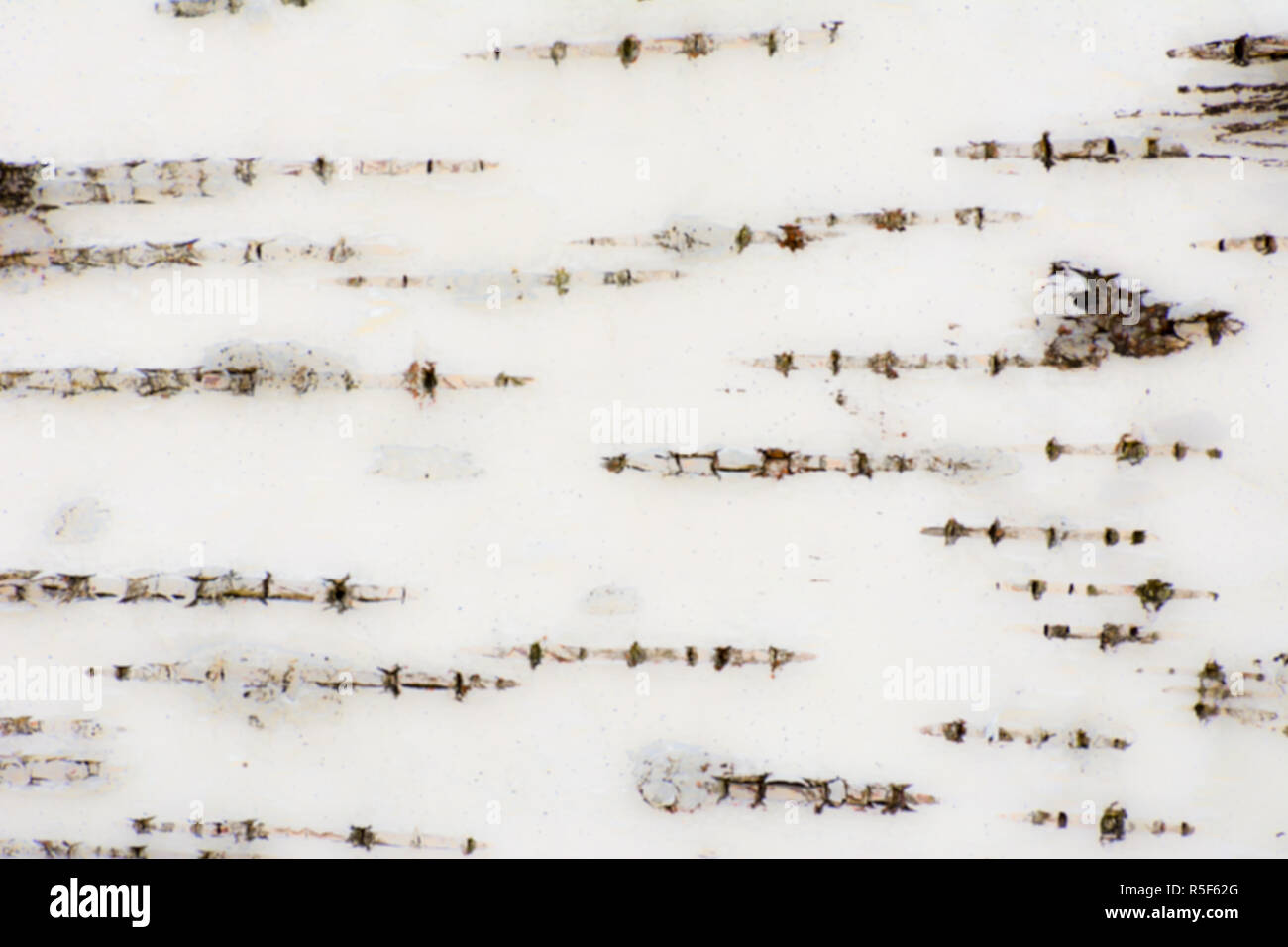 Abstract organic background of a birch tree bark Stock Photo - Alamy