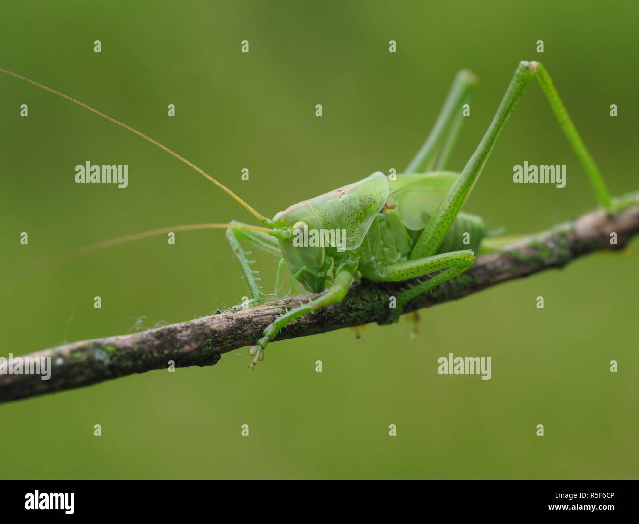 green hay horse - female Stock Photo - Alamy
