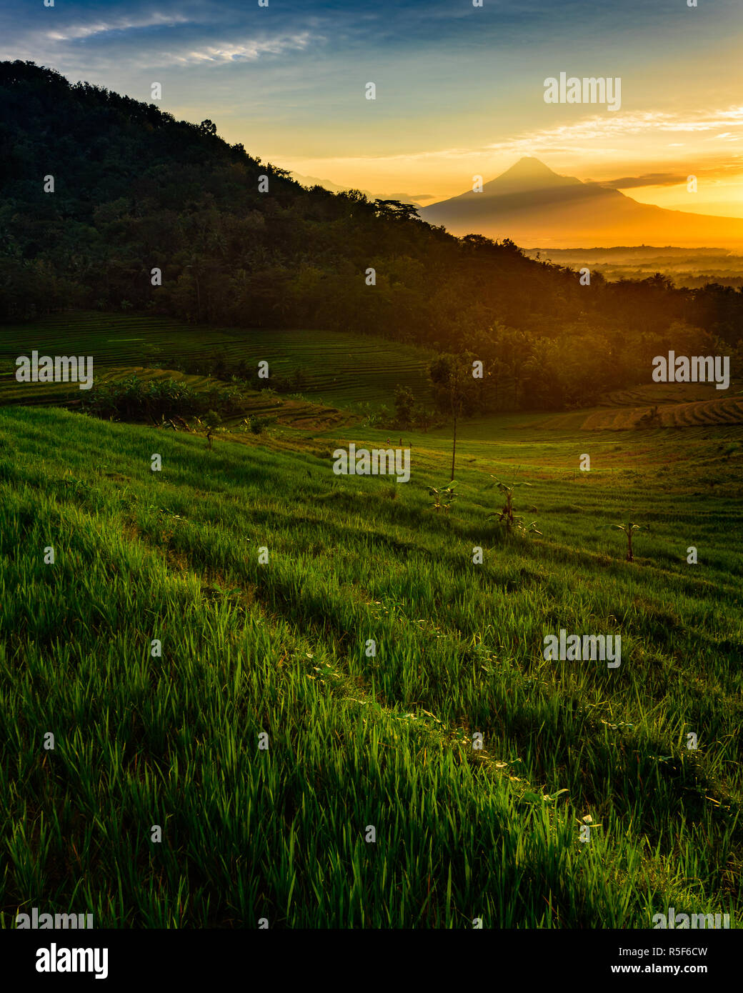 Beautiful sunrise in paddy terrace with merapi mountain in the ...