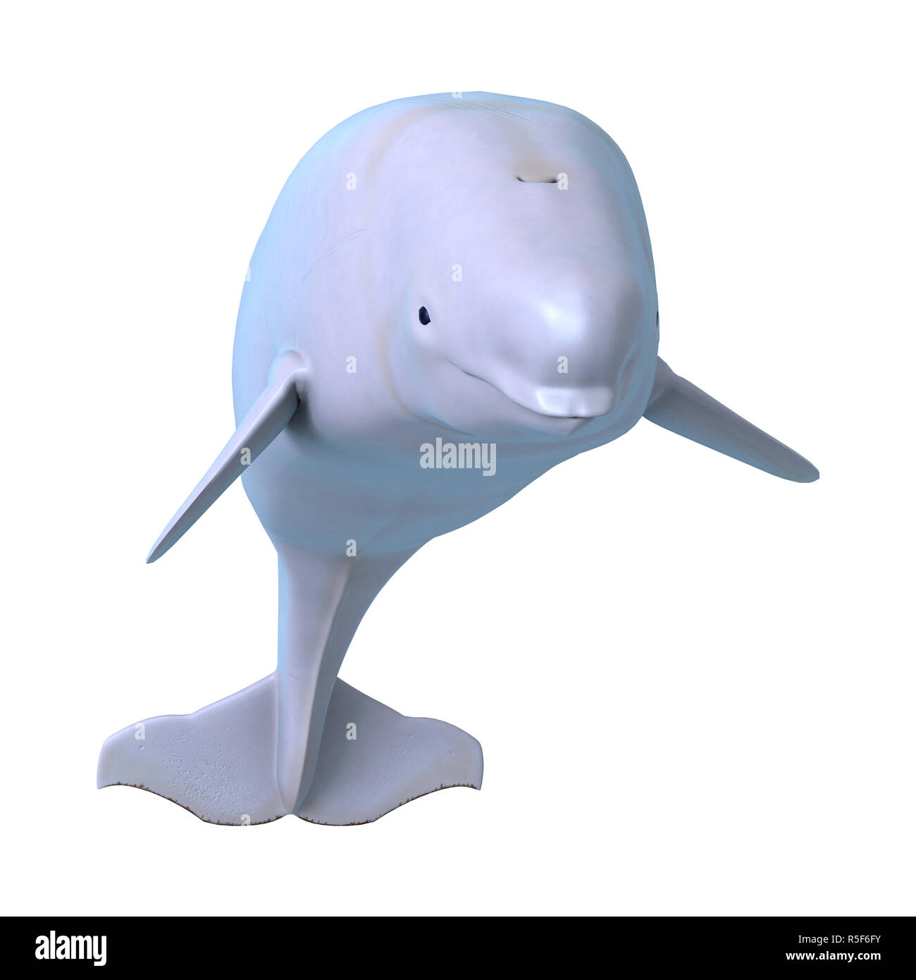 Beluga whale swims hi-res stock photography and images - Alamy