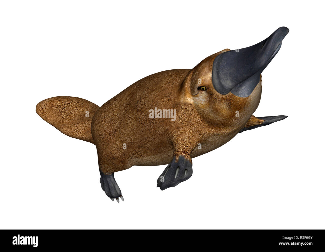 3D Rendering Platypus on White Stock Photo - Alamy