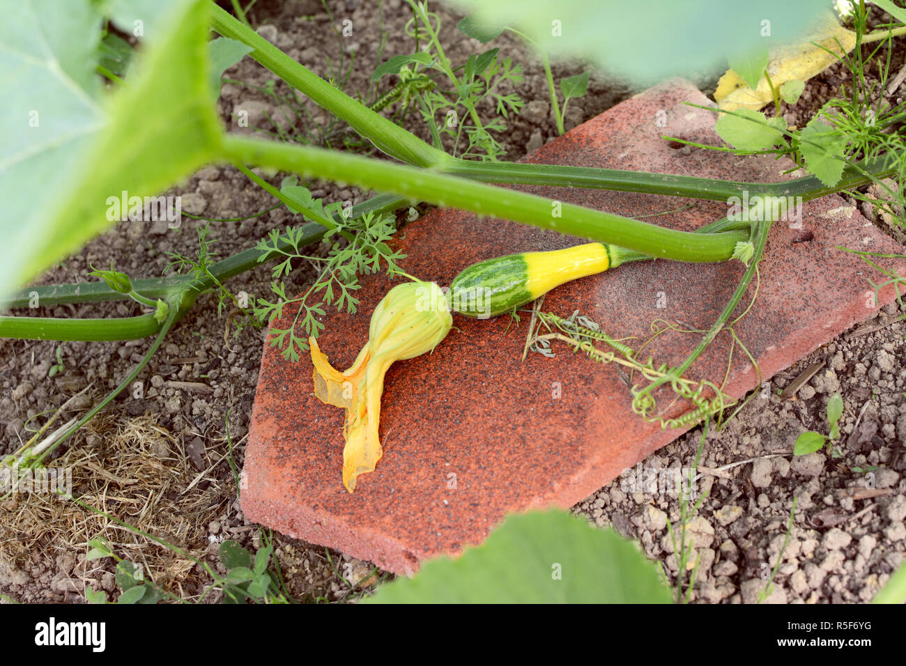 House tile beneath ornamental gourd for protection Stock Photo - Alamy