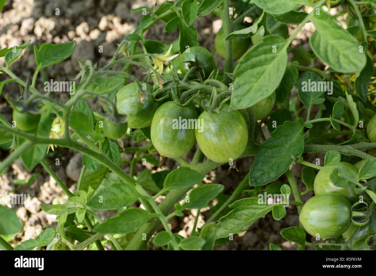 Tomato vine bearing maturing green tomatoes Stock Photo - Alamy