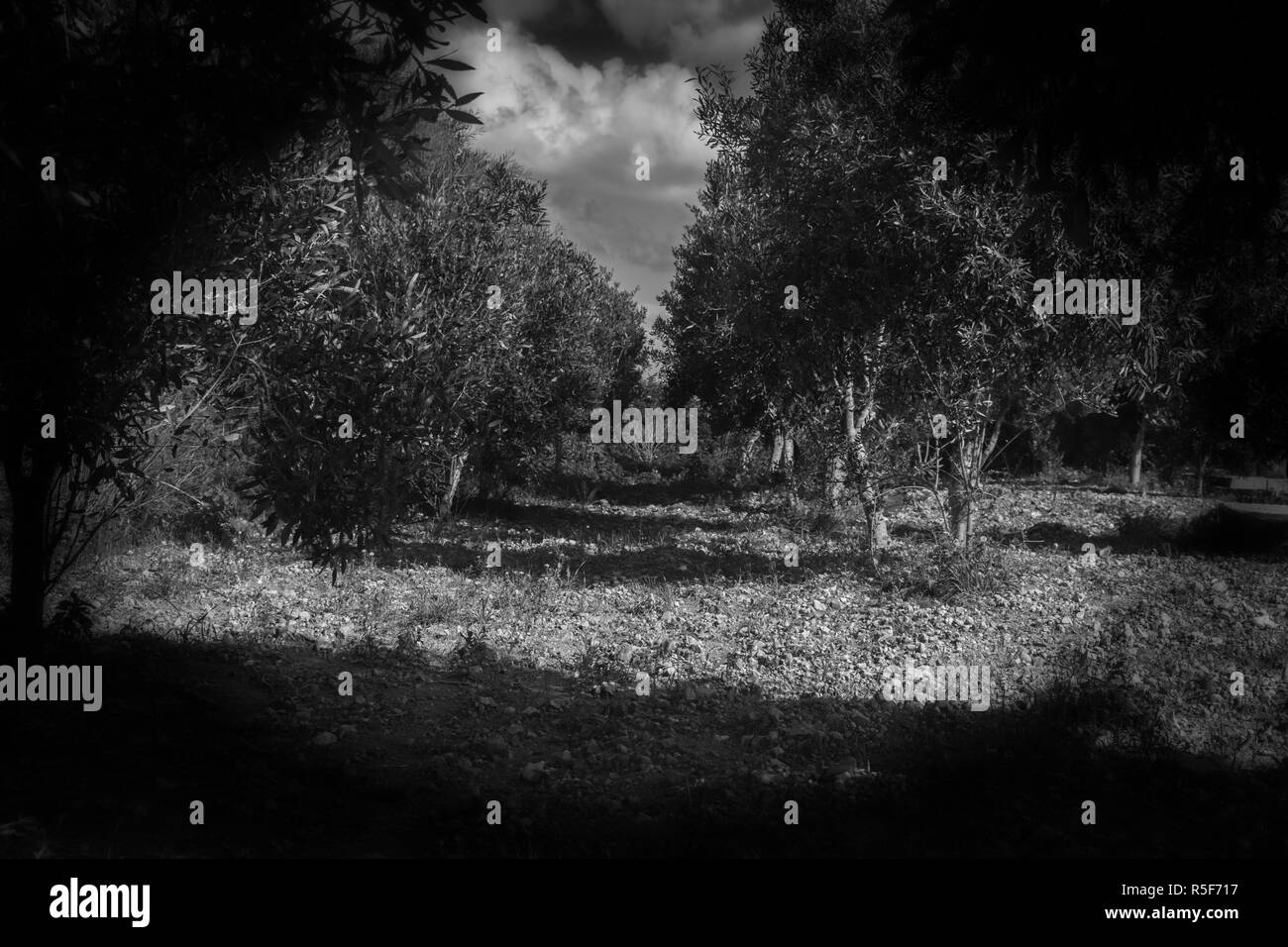A Nightmare in the Forest Stock Photo - Alamy