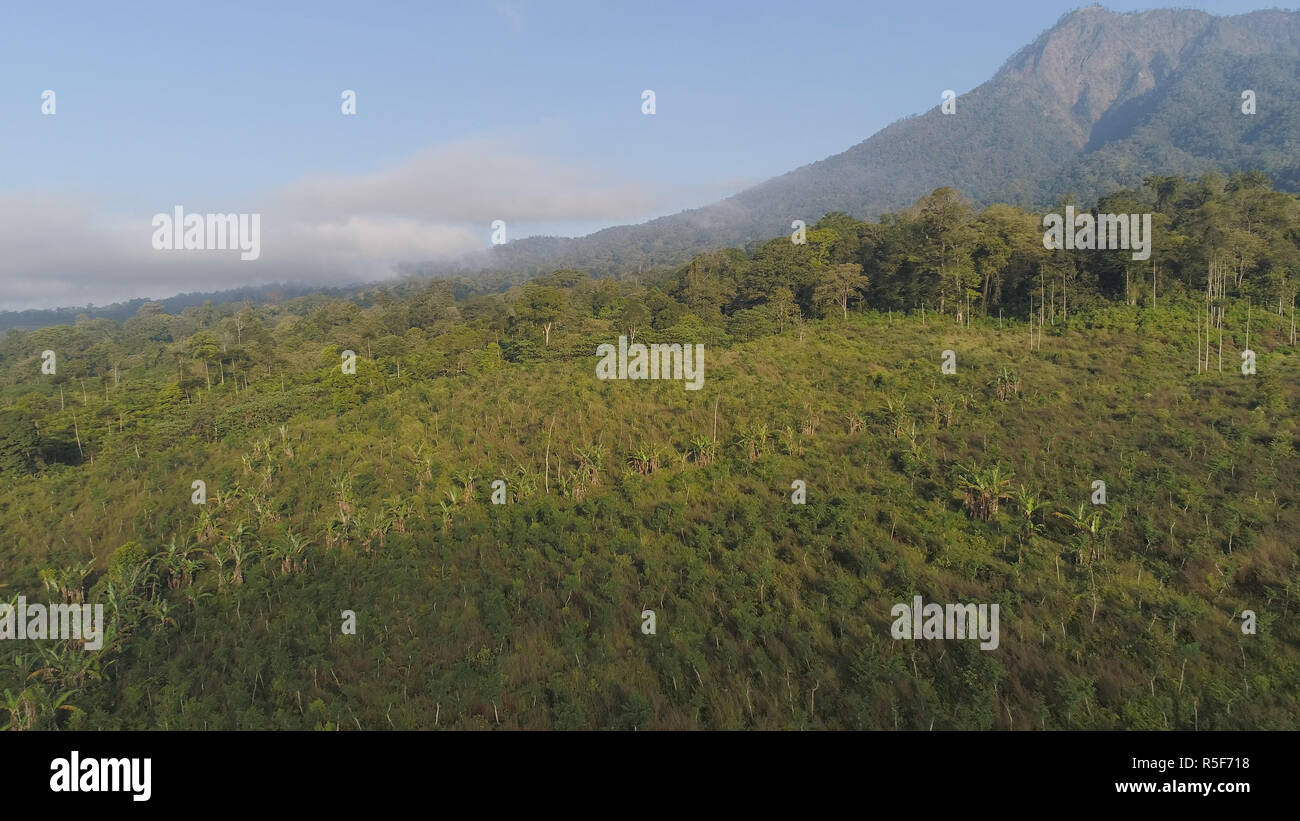 aerial view tropical forest with lush vegetation and mountains, java ...