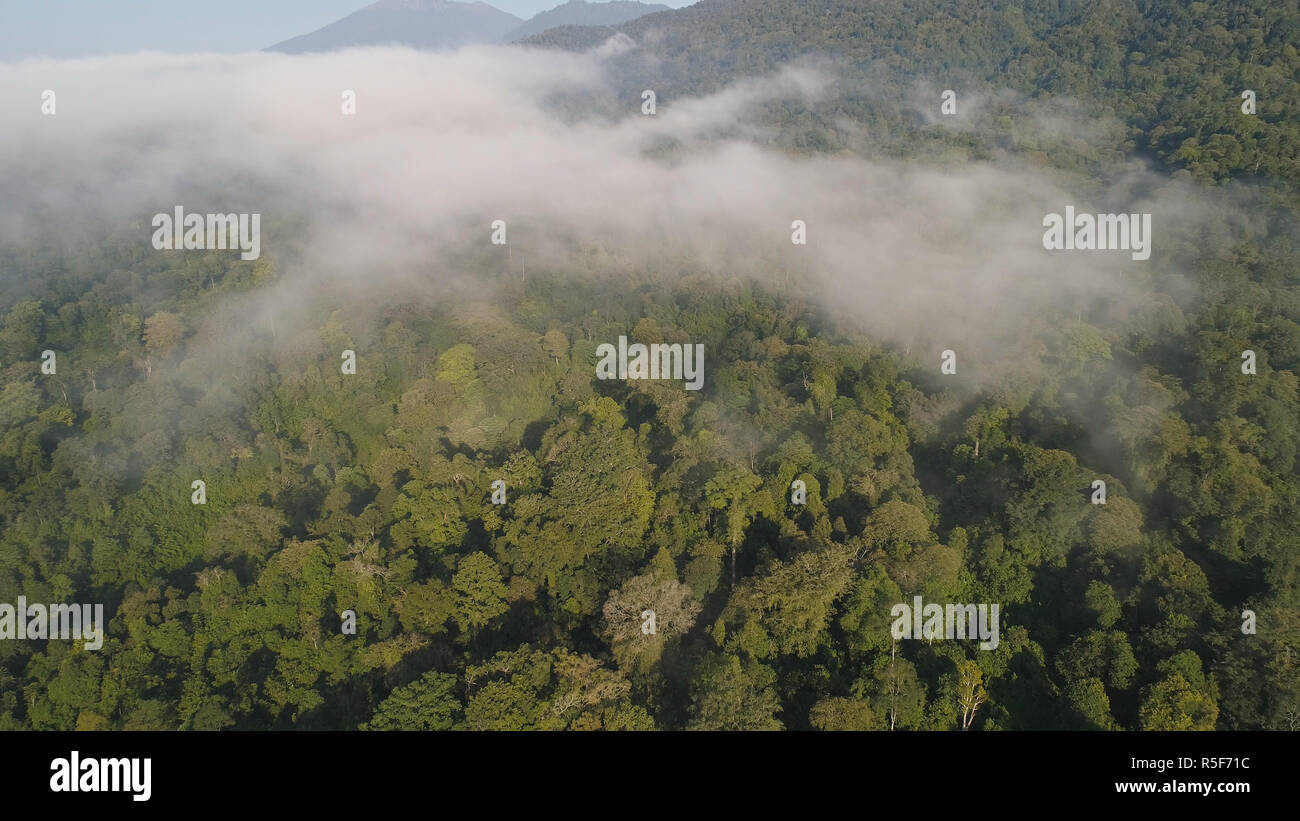 aerial view tropical forest covered clouds with lush vegetation and ...