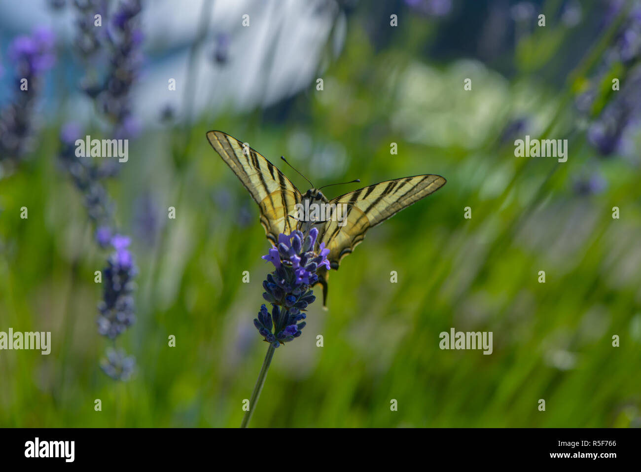 scarce butterfly in lavender Stock Photo - Alamy