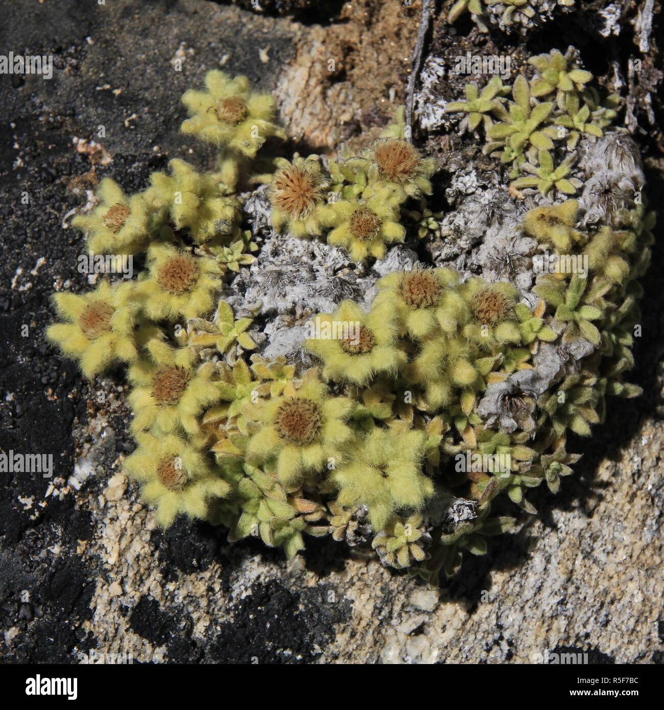 Yellow furry flowers photographed high up in the Himalayas. Himalayan ...