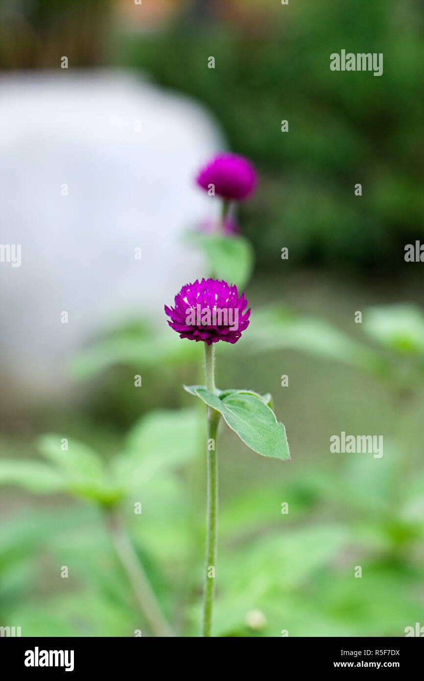 blue amaranth flower pink Stock Photo - Alamy