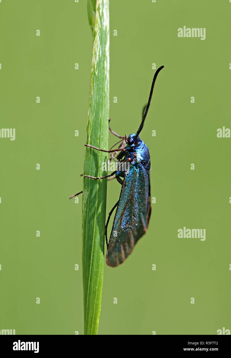 aries in side view Stock Photo - Alamy