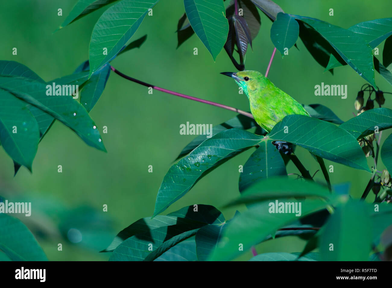 Green Bird on a tree branch Stock Photo - Alamy