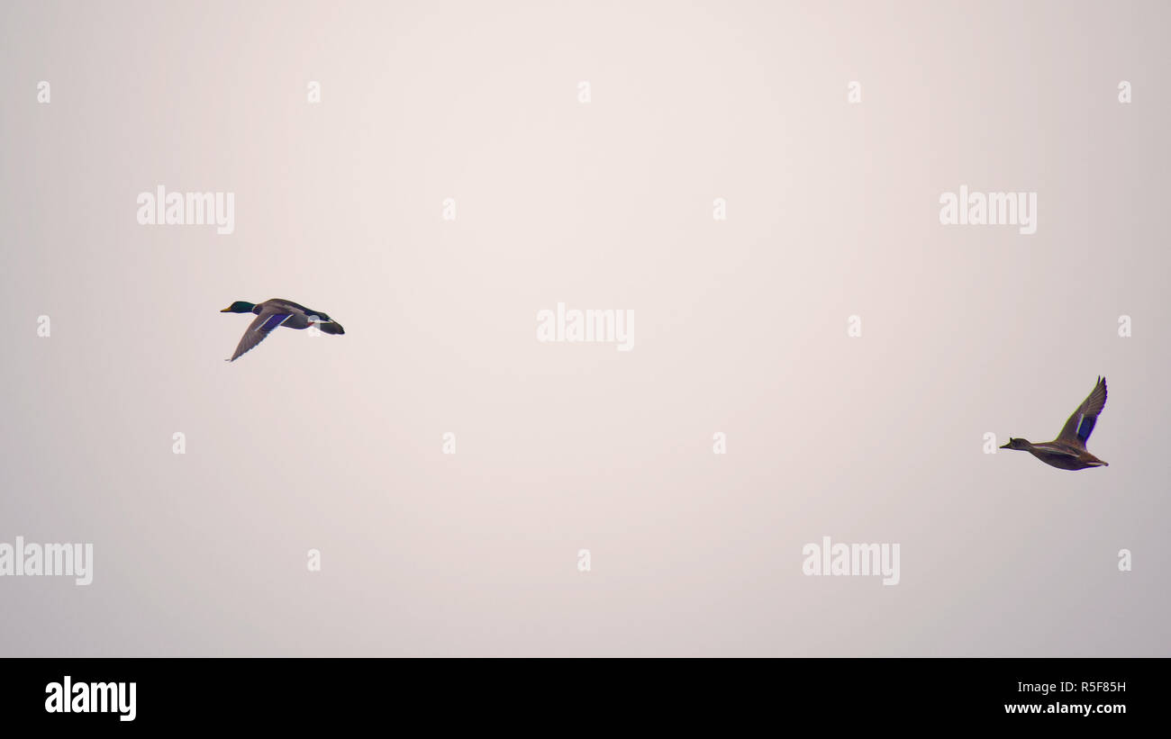 two geese flying high cloudy sky over rhein river at Rudesheim Stock ...