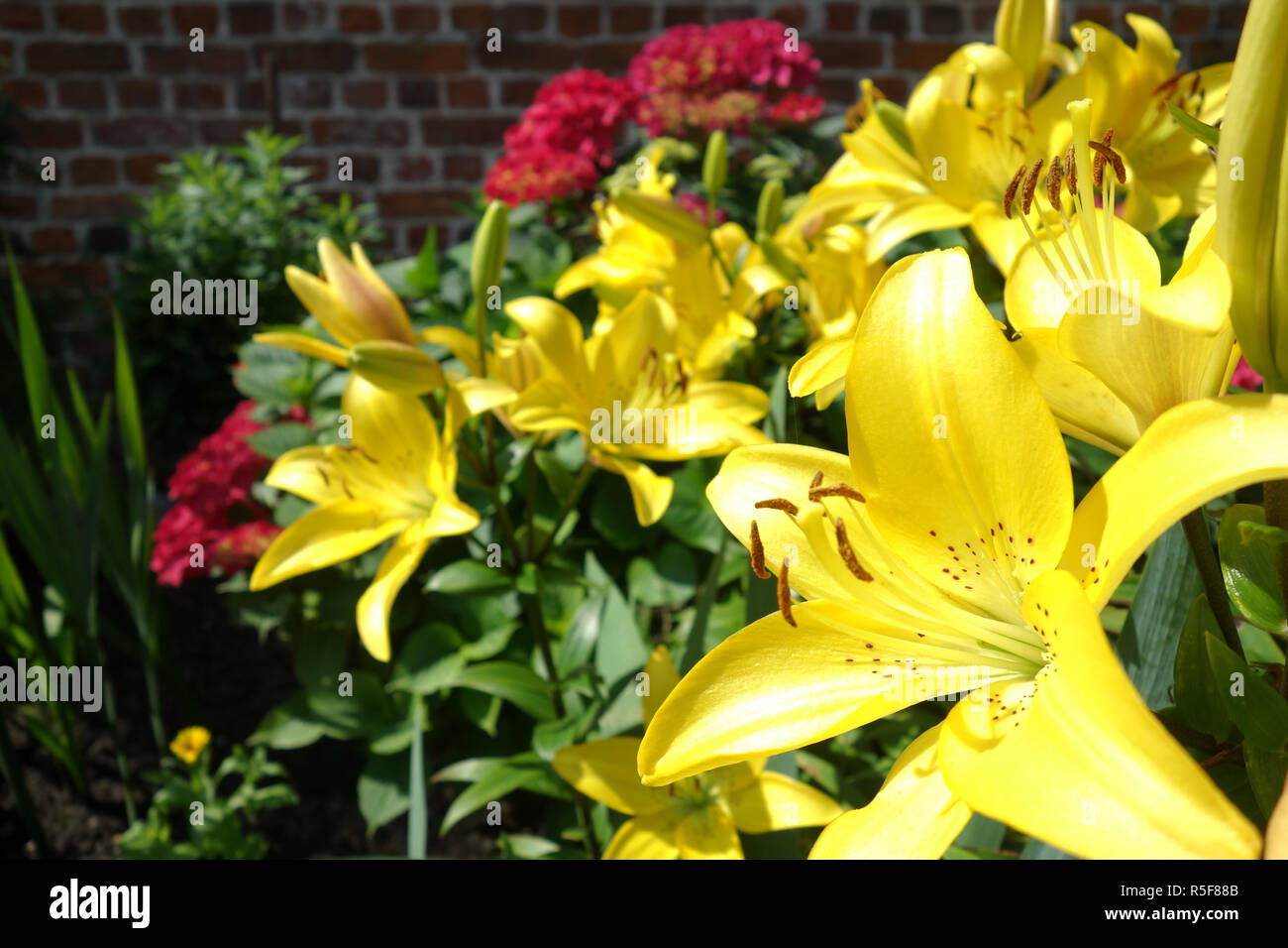 Pale yellow lily flower lilium hi-res stock photography and images - Alamy