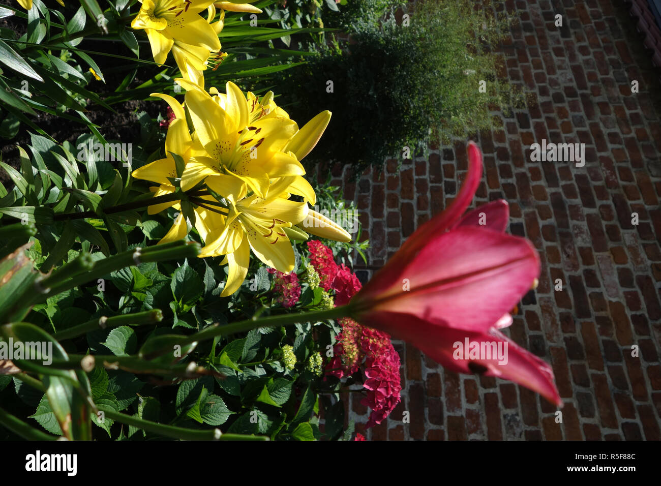 Pale yellow lily flower lilium hi-res stock photography and images - Alamy