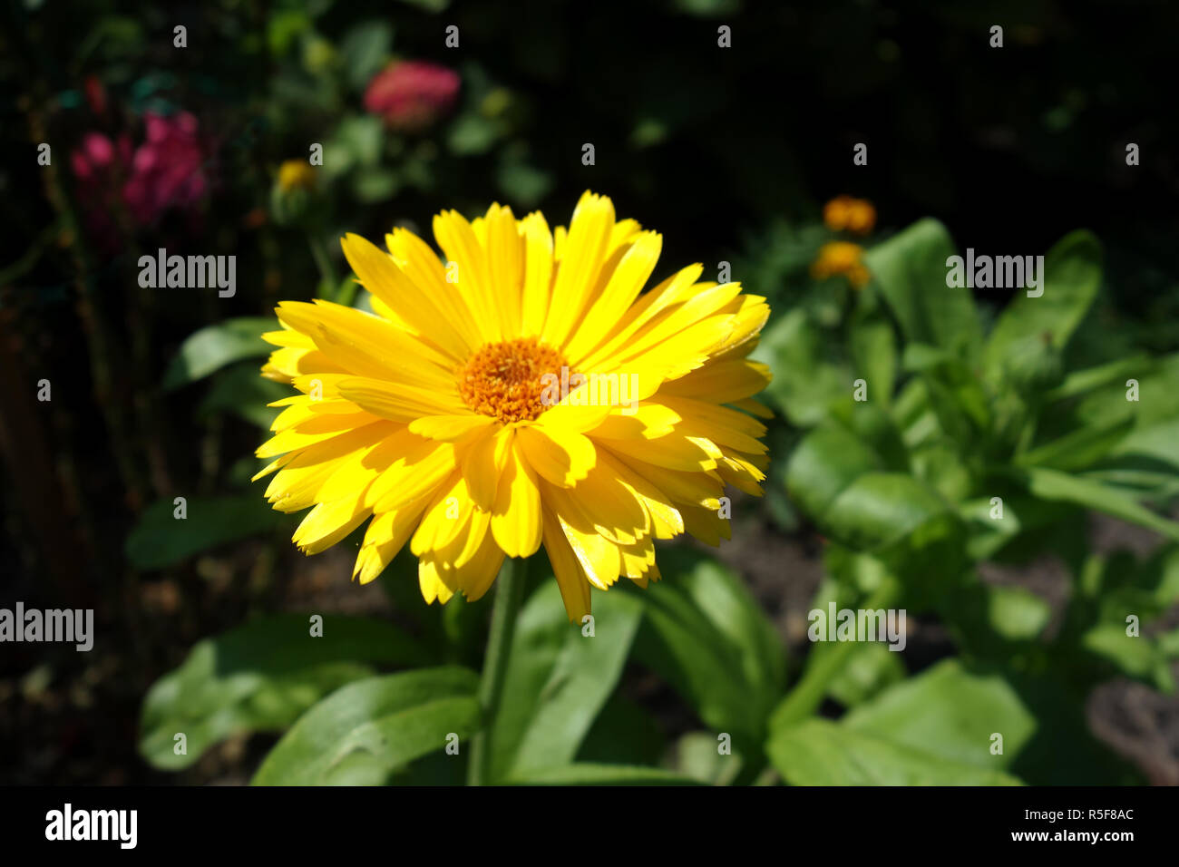 Calendula officinalis l hi-res stock photography and images - Alamy
