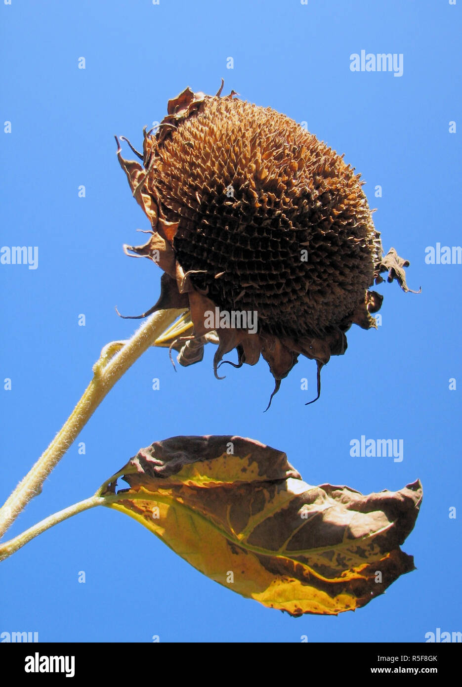 Decayed sunflower hi-res stock photography and images - Alamy