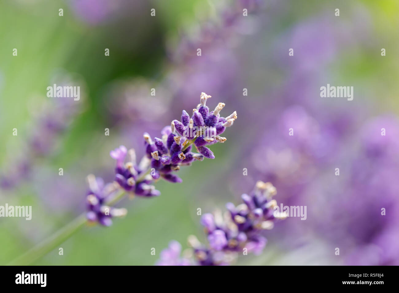 summer lavender flowering in garden Stock Photo - Alamy
