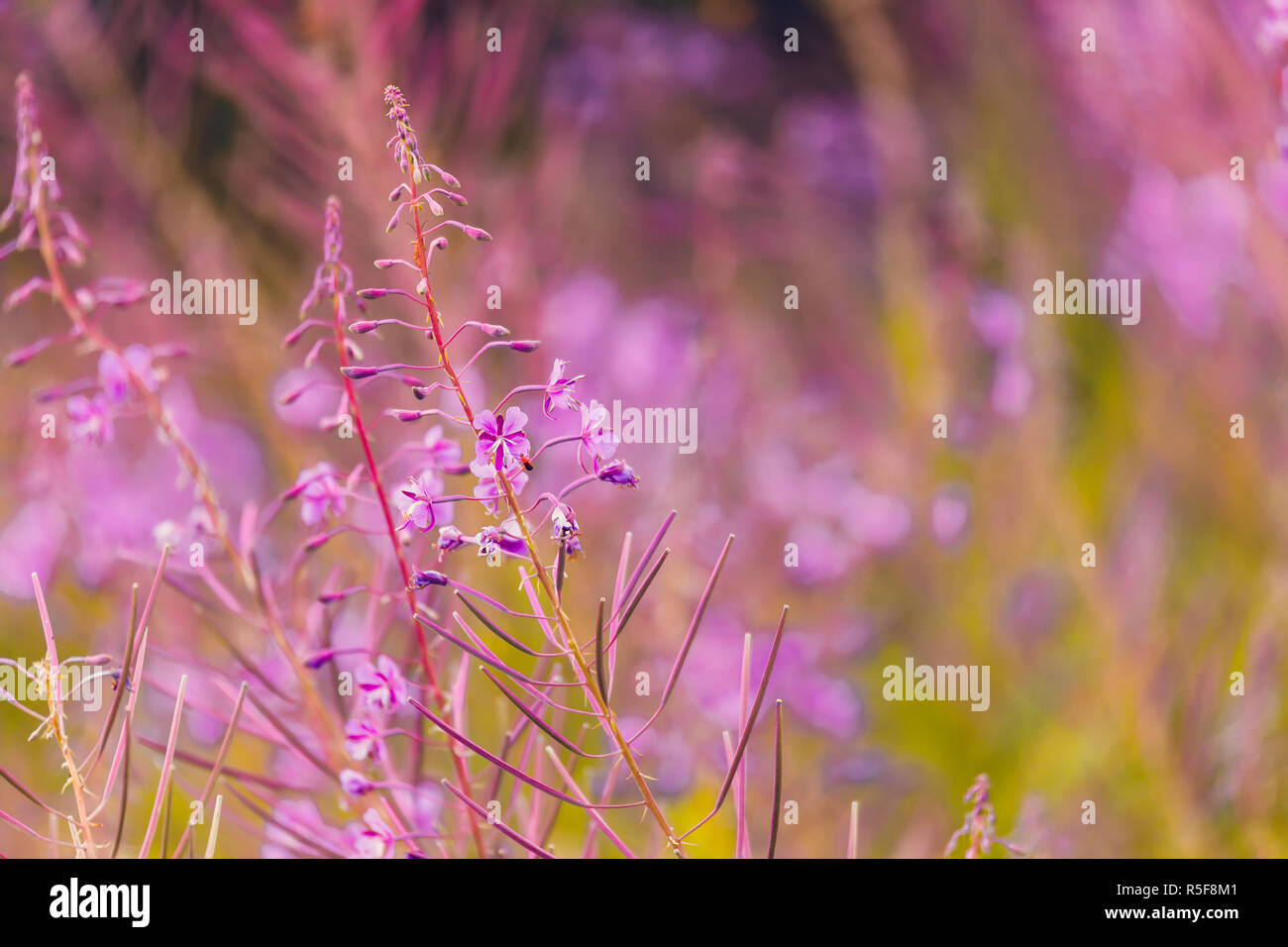 Pink fireweed flowers on spring meadow Stock Photo - Alamy