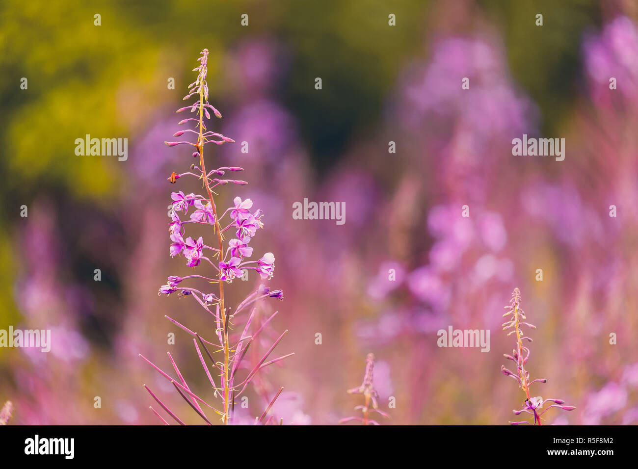 Pink fireweed flowers on spring meadow Stock Photo - Alamy