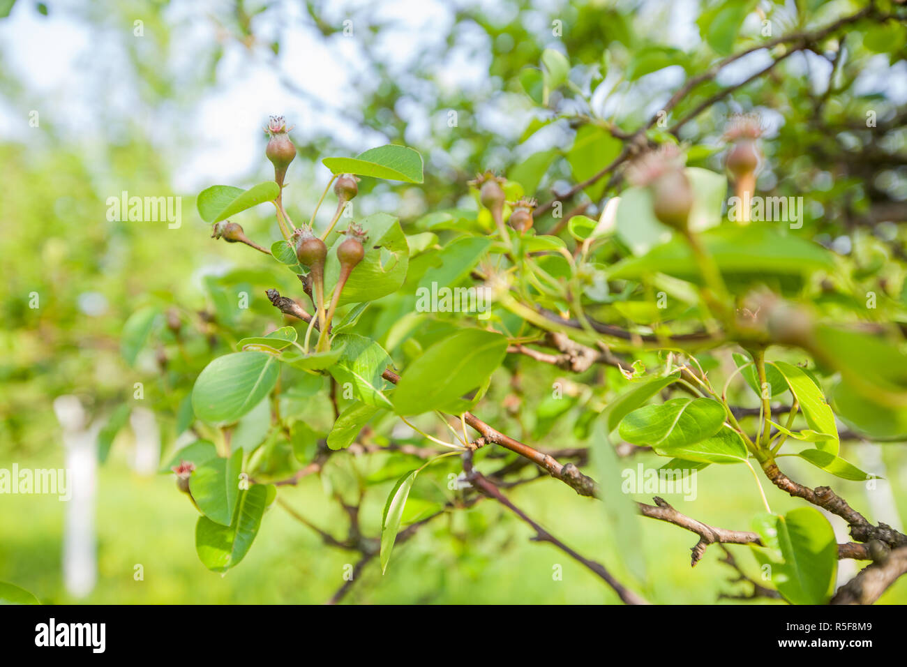 unripe pears fruit Stock Photo - Alamy