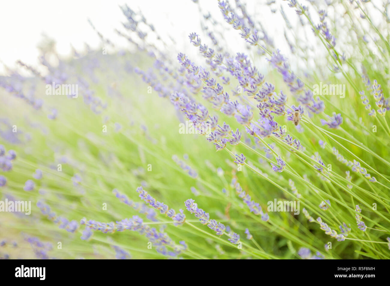 Lavender flowers summer season Stock Photo - Alamy