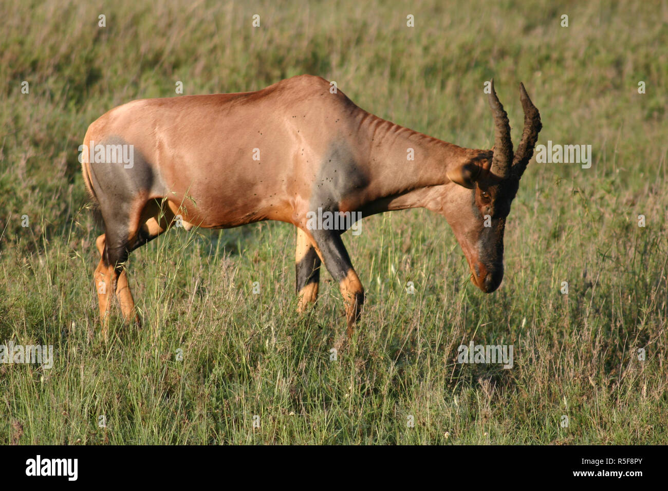 Wild Antelope mammal in African Botswana savannah Stock Photo - Alamy
