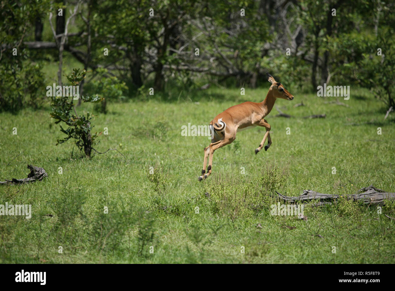 Wild Antelope mammal in African Botswana savannah Stock Photo - Alamy