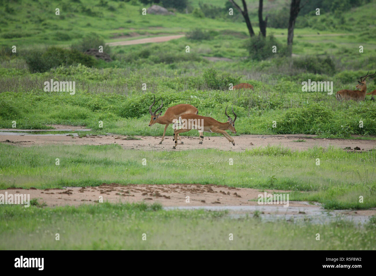 Wild Antelope mammal in African Botswana savannah Stock Photo - Alamy