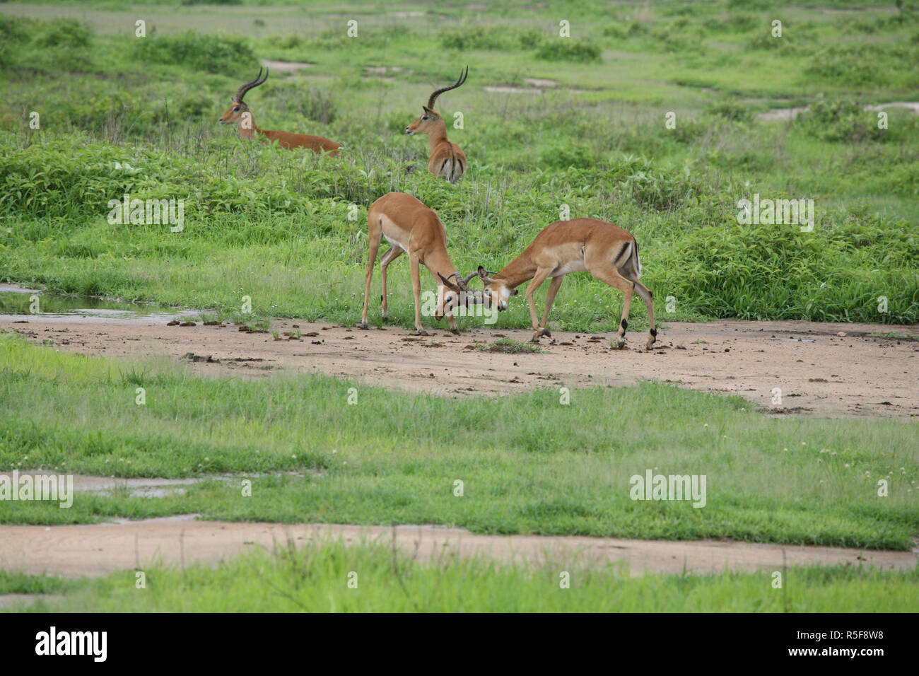 Wild Antelope mammal in African Botswana savannah Stock Photo - Alamy