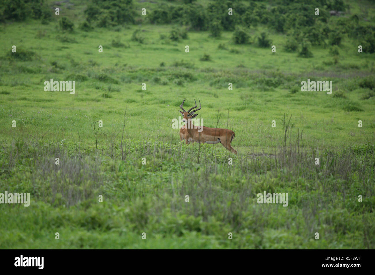 Wild Antelope mammal in African Botswana savannah Stock Photo - Alamy