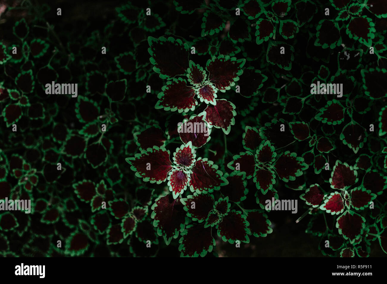 Stunning deep red leaves with hints of green glow in filtered light at ...