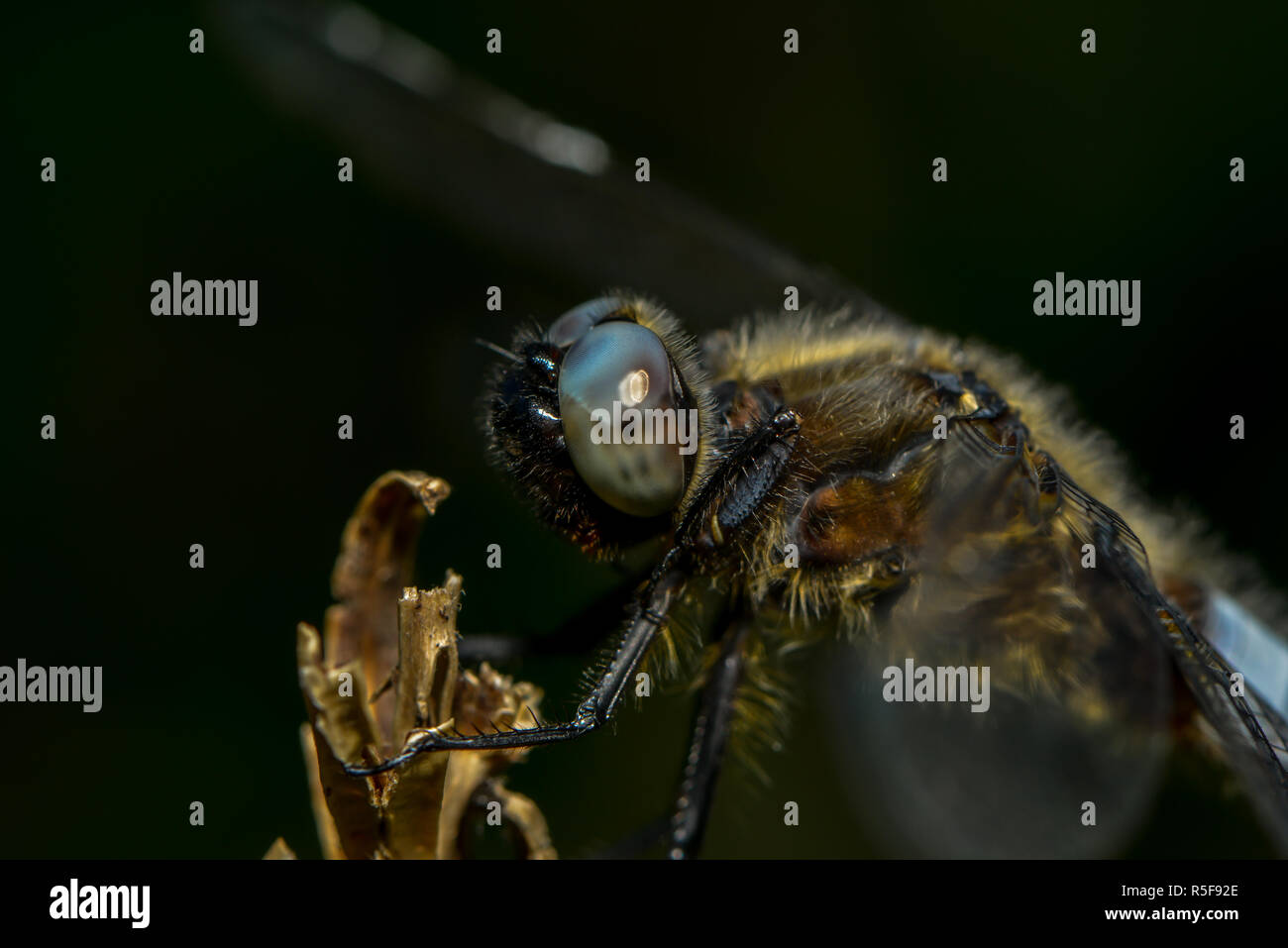 big blue arrow sits on a plant Stock Photo - Alamy
