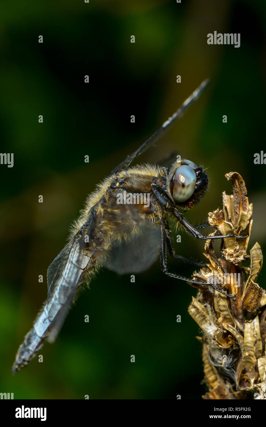 big blue arrow sits on a plant Stock Photo - Alamy
