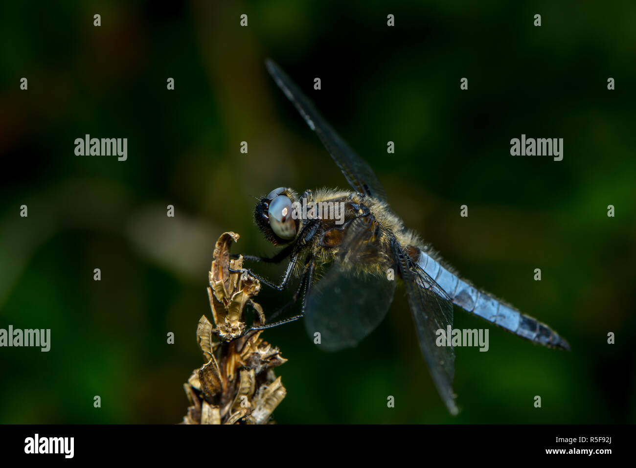 big blue arrow sits on a plant Stock Photo - Alamy