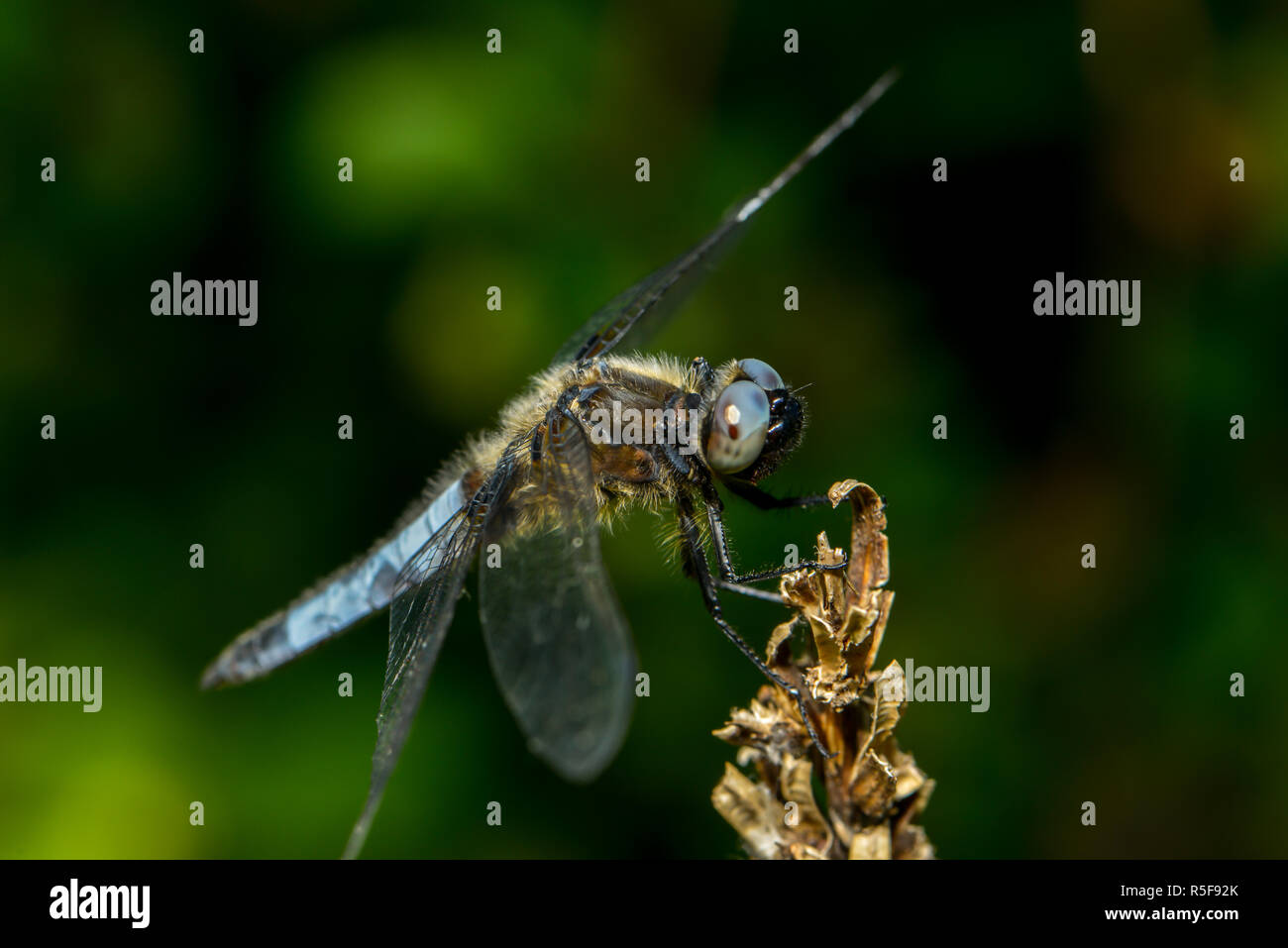 big blue arrow sits on a plant Stock Photo - Alamy