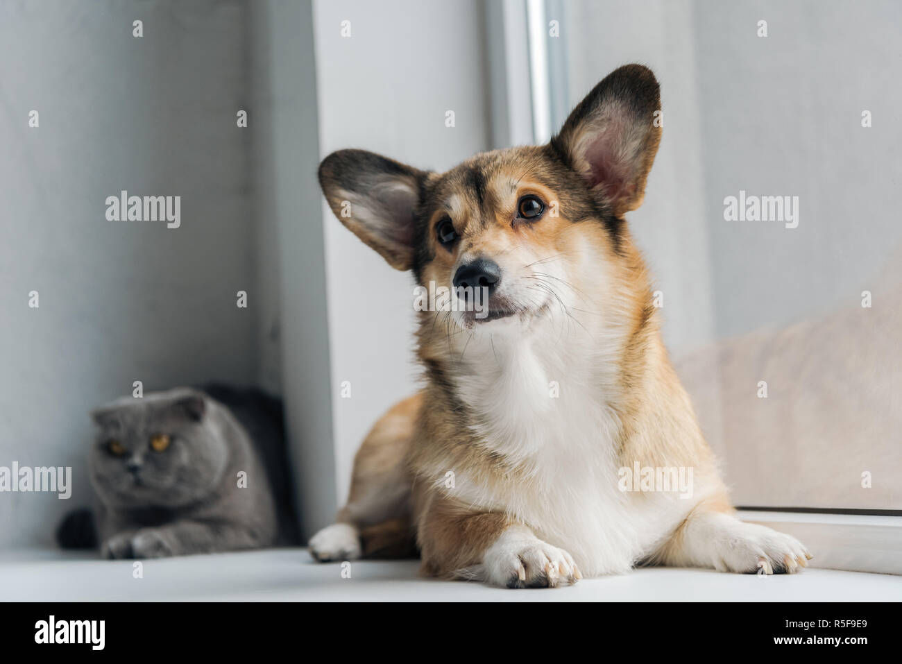 scottish fold cat and corgi dog lying on windowsill together Stock ...