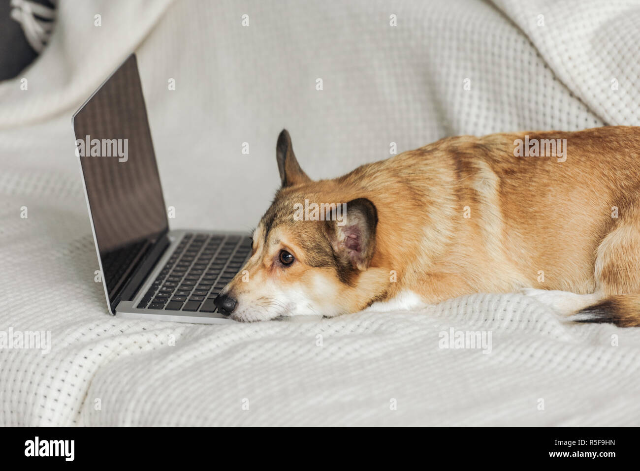 adorable corgi dog lying on couch with laptop Stock Photo - Alamy